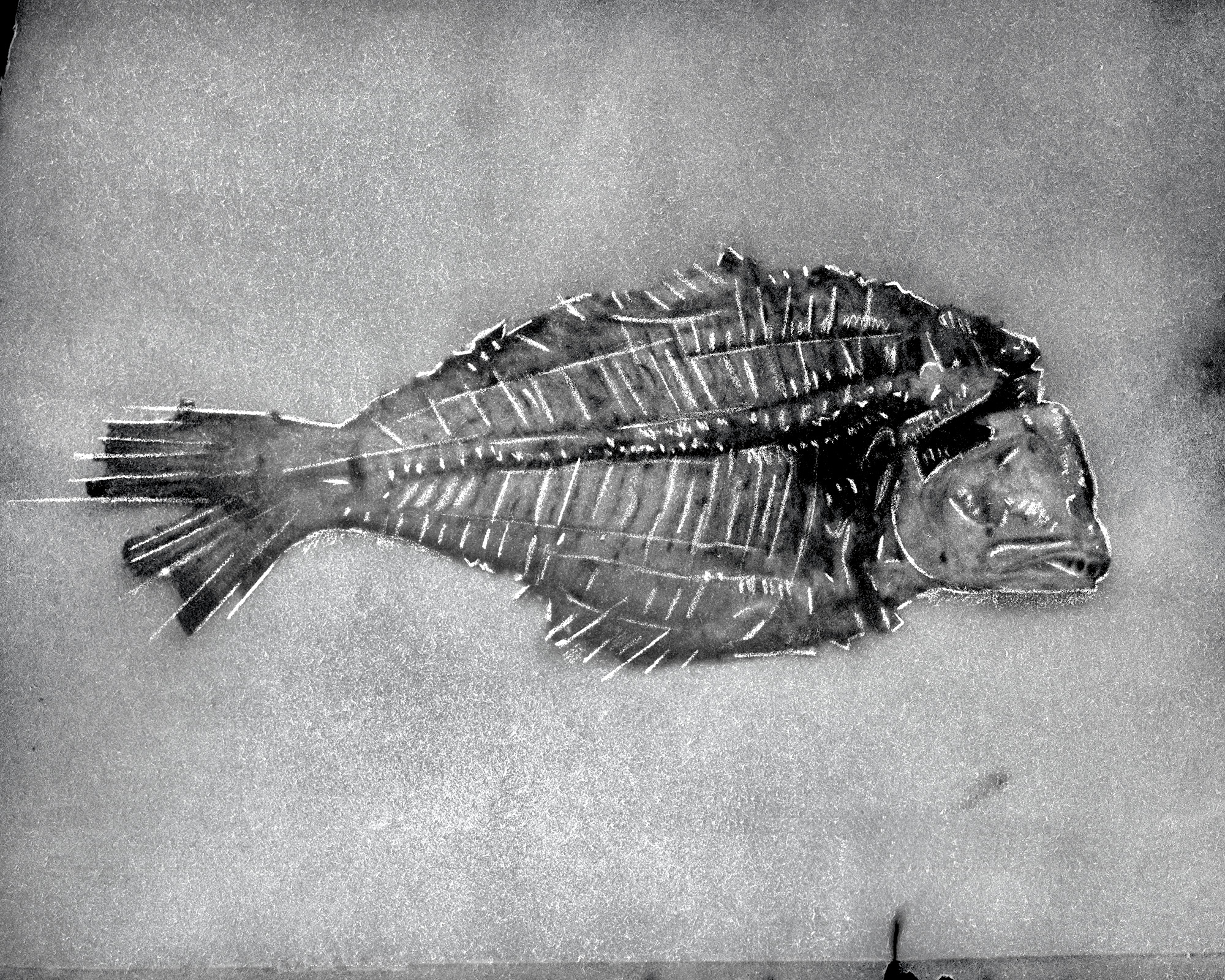 fish – Bruce Osborn